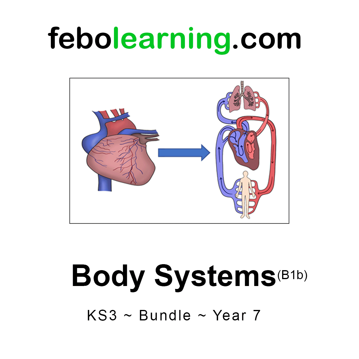 KS3 Biology: Body Systems Bundle Year 7 Course Lessons - febolearning.com