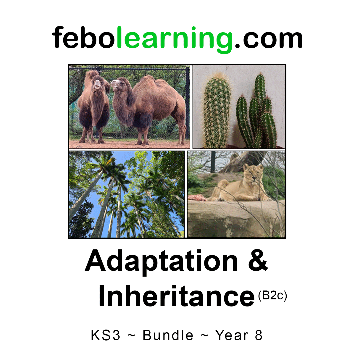 KS3 Biology: Adaptation and Inheritance Bundle Year 8 - No Prep ...