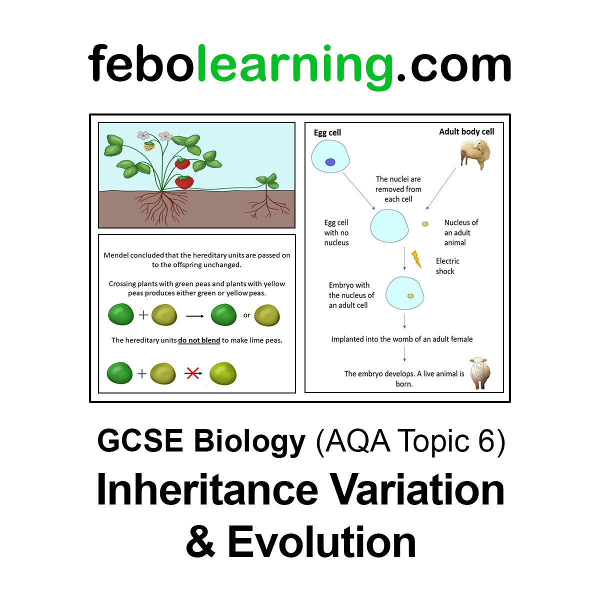 GCSE Biology AQA Topic 6 Inheritance Variation and Evolution Full ...