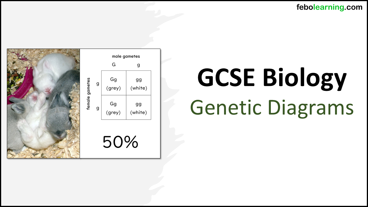 GCSE Biology Topic 6: Genetic Diagrams - febolearning.com