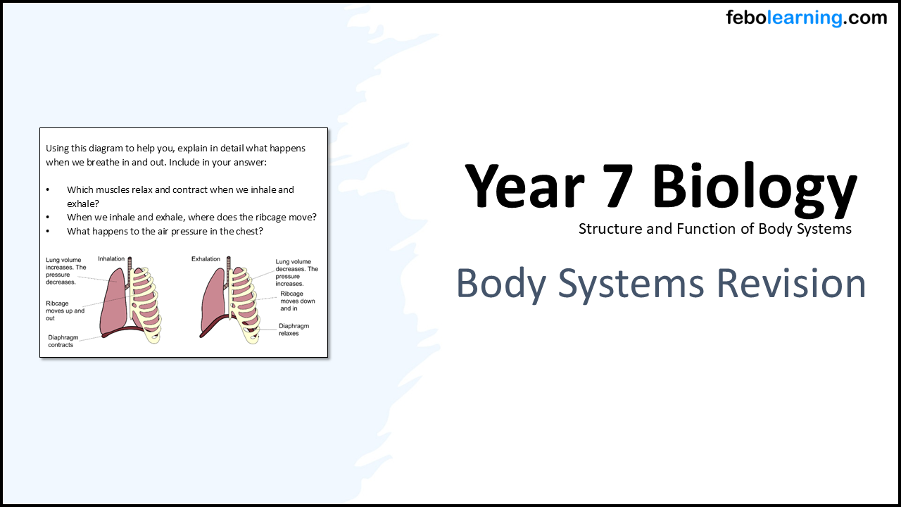 Year-7 Biology Body Systems: End of Topic Revision - febolearning.com